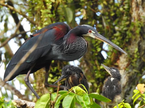 Comptage annuel de la colonie de Hérons agamis - www.faune-guyane.fr