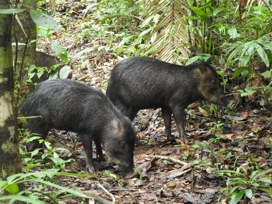 L’énigme des cochons-bois - www.faune-guyane.fr