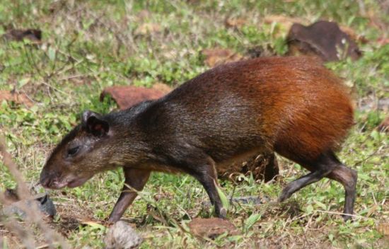 "Confinés mais aux aguets" - www.faune-guyane.fr