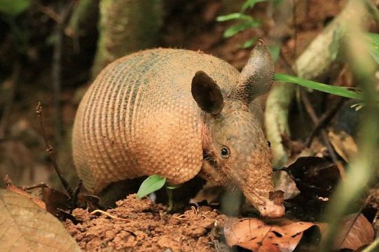 La photo du mois : une nouvelle espèce de tatou décrite en Guyane - www ...