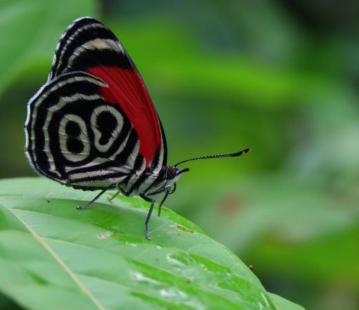 Premier inventaire des papillons diurnes de Papaichton - www.faune ...