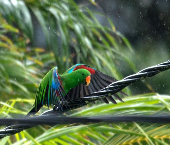 Les espèces exotiques sur Faune-Guyane - www.faune-guyane.fr