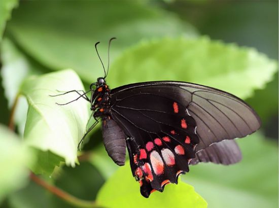 Paramétrer NaturaList pour la saisie des papillons sur Faune-Guyane ...