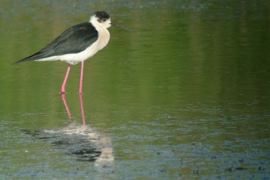 Faune-France : 1 an et 10 millions de données naturalistes ! - www ...