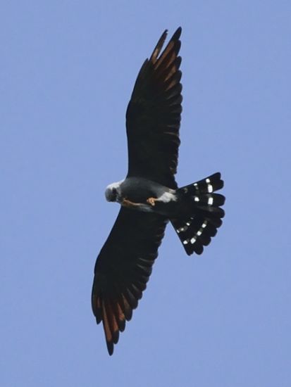 Le Milan bleuâtre, un rapace migrateur ? - www.faune-guyane.fr