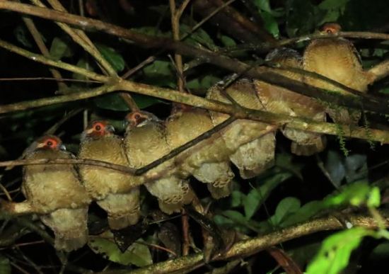 La photo du mois - www.faune-guyane.fr