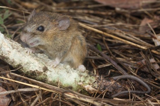 Liste des Mammifères de Guyane française - www.faune-guyane.fr