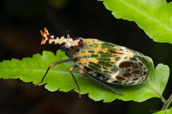 La photo du mois - www.faune-guyane.fr