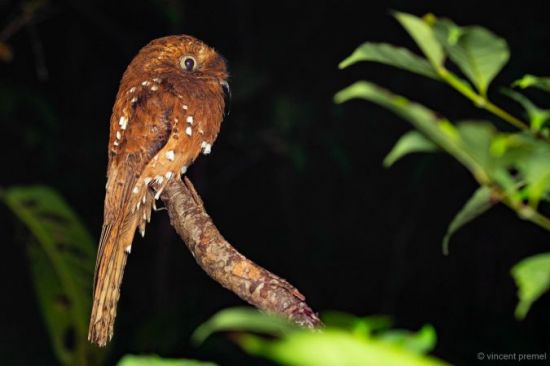 La photo du mois - www.faune-guyane.fr