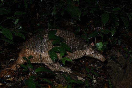 La photo du mois de novembre - www.faune-guyane.fr