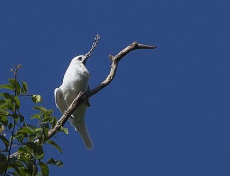 A la recherche de l’oiseau-cloche - www.faune-guyane.fr