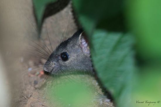 Enquête : les Murinae (rats, souris) invasifs en Guyane - www.faune ...