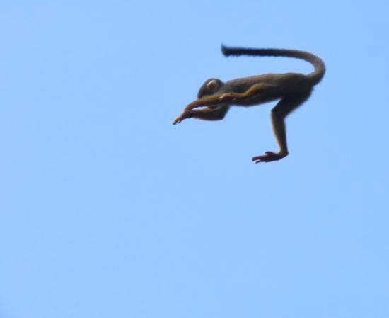 Faune-Guyane, toujours plus fort ! - www.faune-guyane.fr
