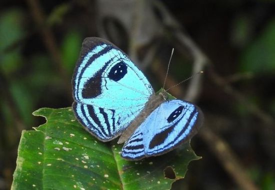 Invertébrés sur Faune-Guyane : n’oubliez pas les photos - www.faune ...
