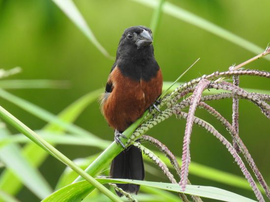 Les données protégées sur Faune-Guyane - www.faune-guyane.fr