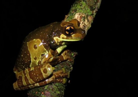 A quoi servent les données de Faune-Guyane ? - www.faune-guyane.fr