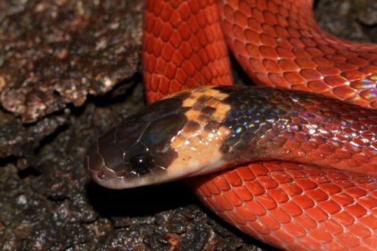 L'identification des couleuvres rouges des genres Pseudoboa ...