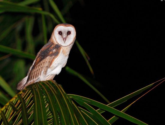Des nocturnes à Cayenne - www.faune-guyane.fr