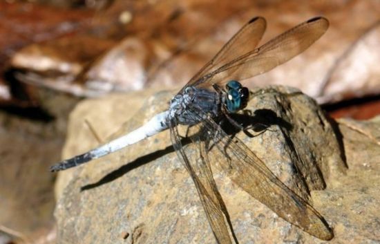 Libellules et Demoiselles de Mayotte - www.faune-mayotte.org