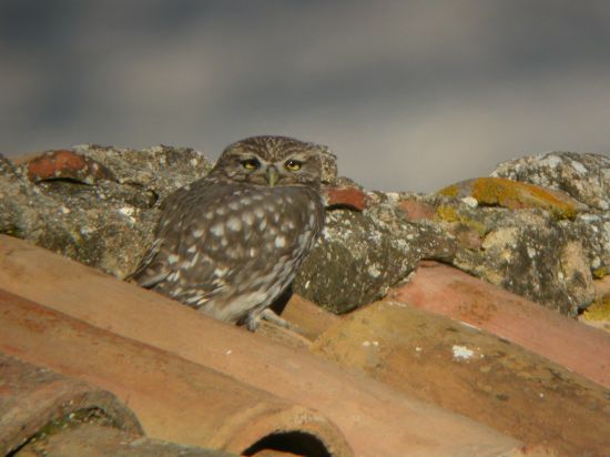 Toutes les nouvelles - www.faune-paca.org