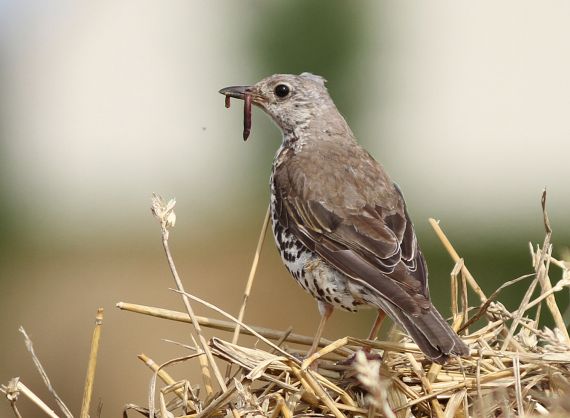 Fiches espèces - www.oiseauxdesjardins.fr