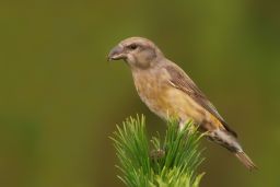 Startseite ornitho.de / ornitho.lu - www.ornitho.de